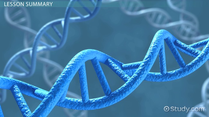 Serine | Definition, Structure & Function - Lesson | Study.com