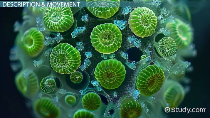 Volvox | Movement, Classification & Reproduction - Lesson | Study.com