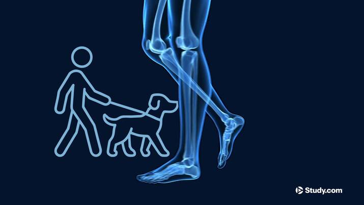 Articular Capsule in the Knee Joint | Overview & Function - Video ...
