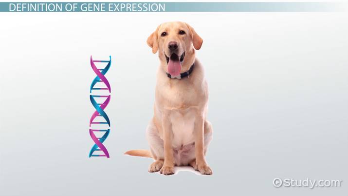 Gene Expression Definition