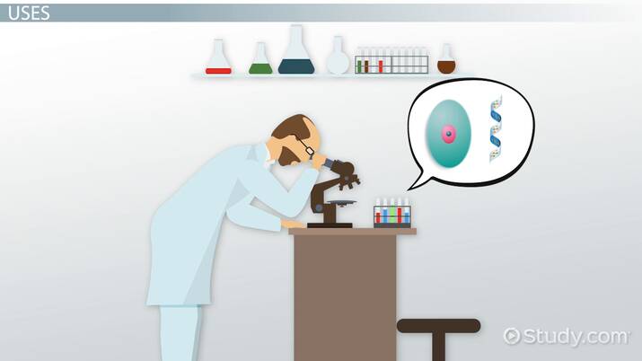 Immunocytochemistry vs. Immunohistochemistry | Overview & Uses - Lesson ...