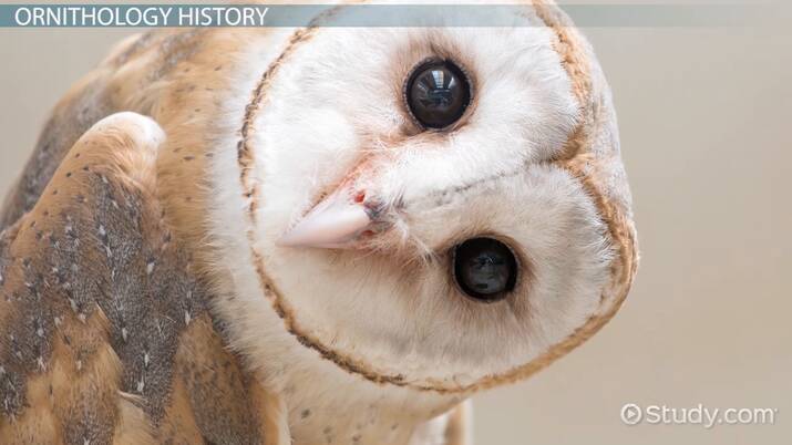 What is Ornithology? | Definition & Types - Lesson | Study.com