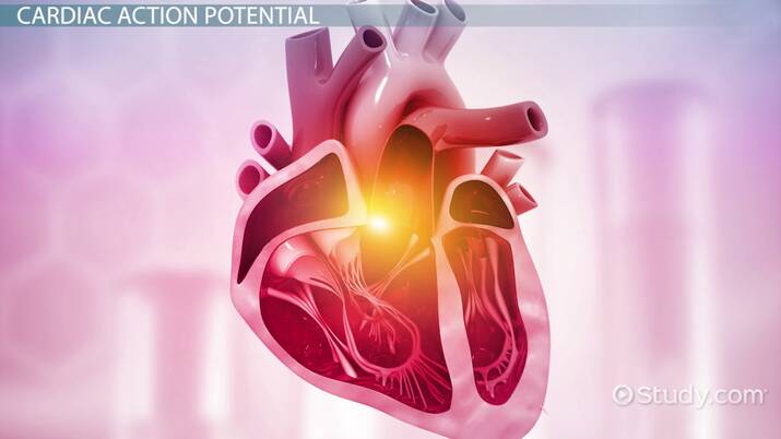 Effective Refractory Period Cardiac