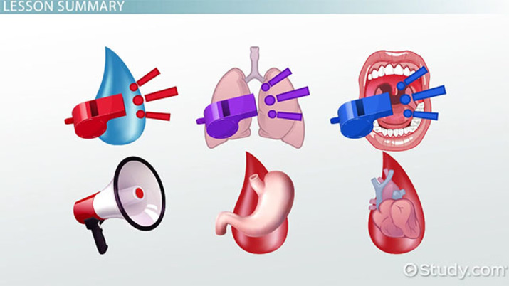 Abnormal Sounds: Basic Physical Exam Terminology - Lesson | Study.com