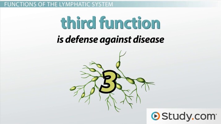 Absorption of Nutrients to the Lymphatic System - Lesson | Study.com