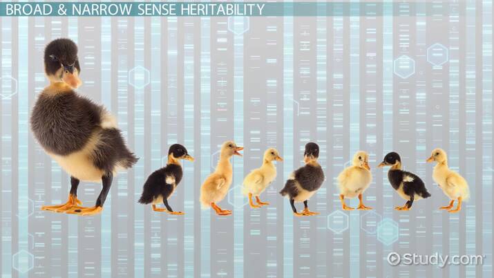 Qualitative vs. Quantitative Traits: Definition & Mapping - Lesson ...