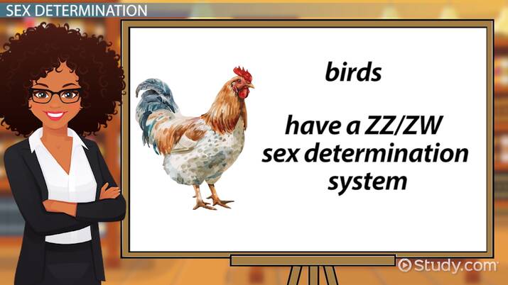 ZW Sex Determination in Birds & Insects - Video | Study.com