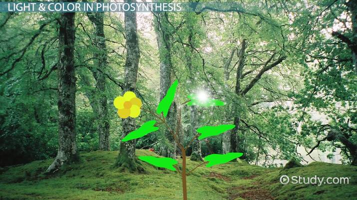 Action & Absorption Spectra in Photosynthesis - Lesson | Study.com