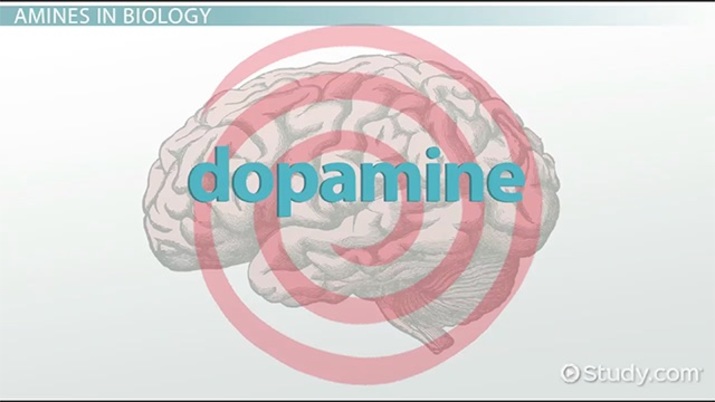Amine Structure, Properties & Examples - Lesson | Study.com