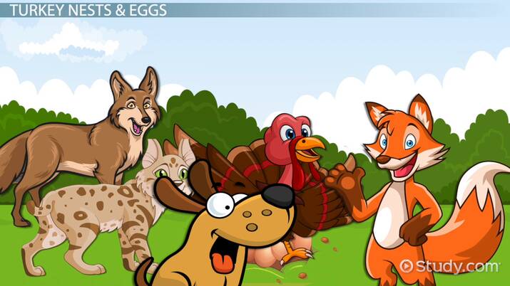 Life Cycle of a Turkey: Lesson for Kids - Lesson | Study.com