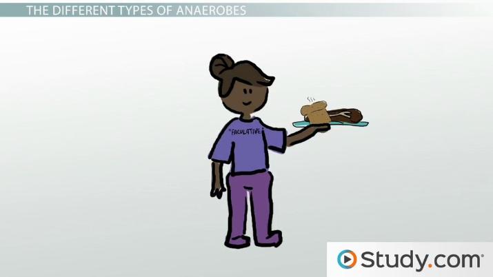 Types of Bacteria Found in Anaerobic Environments - Lesson | Study.com