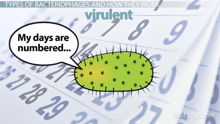 Bacteriophage | Definition, Structure & Types - Lesson | Study.com