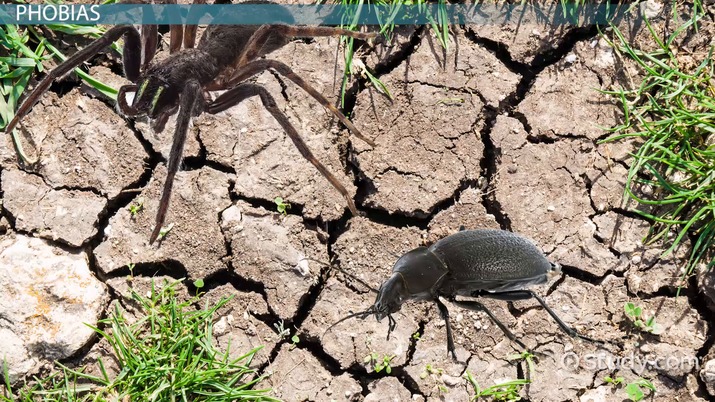 Flooding Therapy Overview & Technique | What is Flooding in Psychology ...