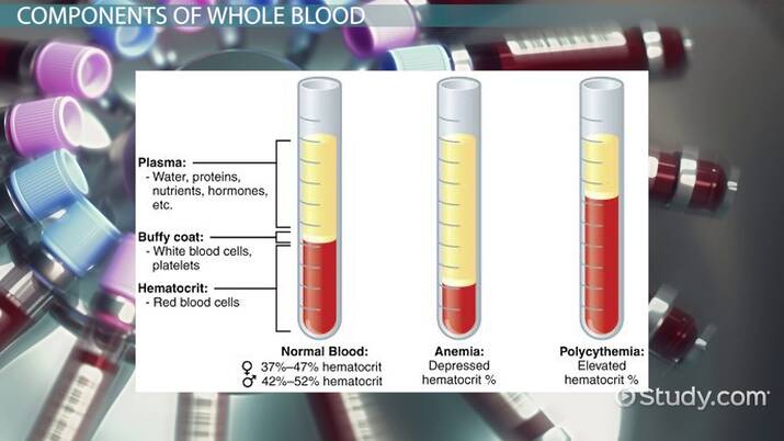 Blood: Components, Physiological Characteristics & Functions - Lesson ...