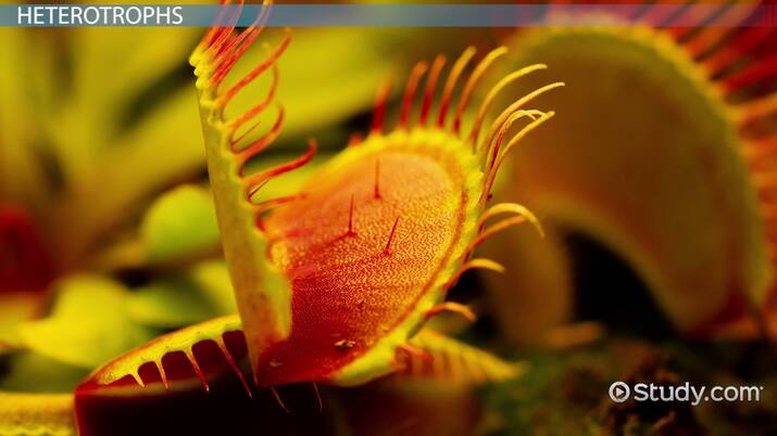 Heterotrophic Plants