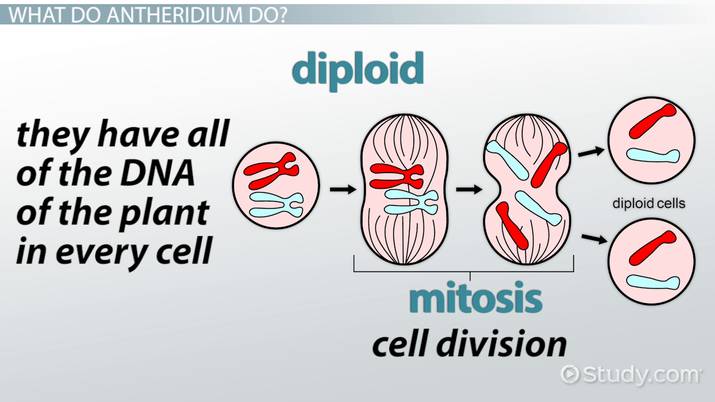 Antheridium Location & Function - Lesson | Study.com