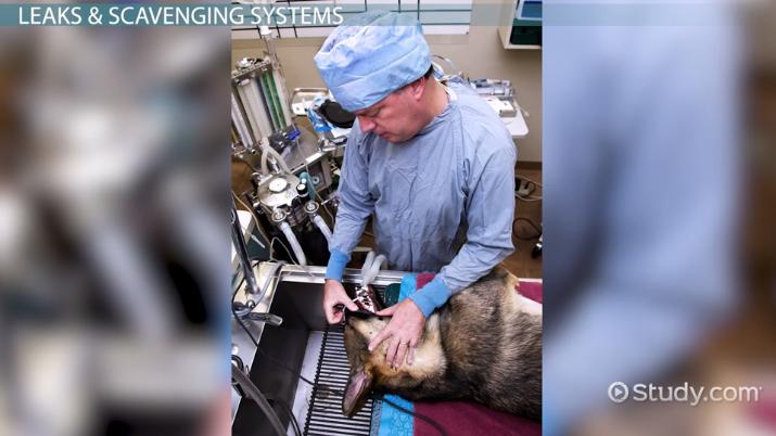 Anesthetic Hazards and Precautions in a Veterinary Practice - Lesson ...