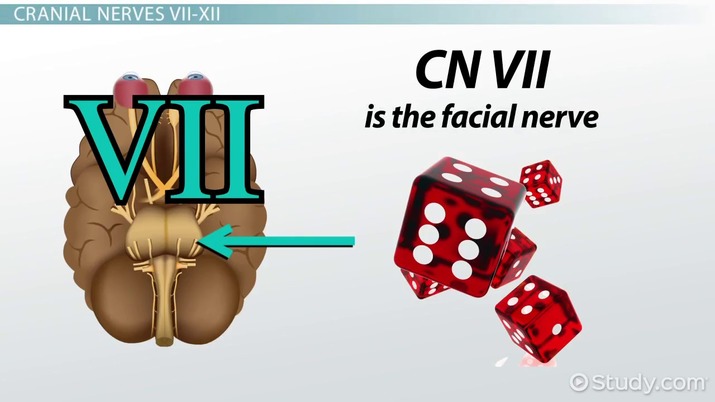 12 Cranial Nerves | Definition, Functions & List - Lesson | Study.com