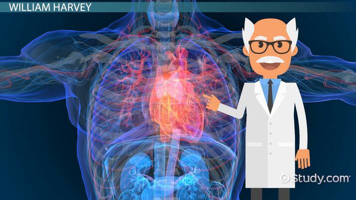 William Harvey Lesson for Kids: Work & Contributions - Lesson | Study.com