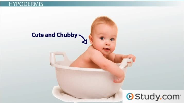 Dermis | Definition, Function & Types - Video | Study.com