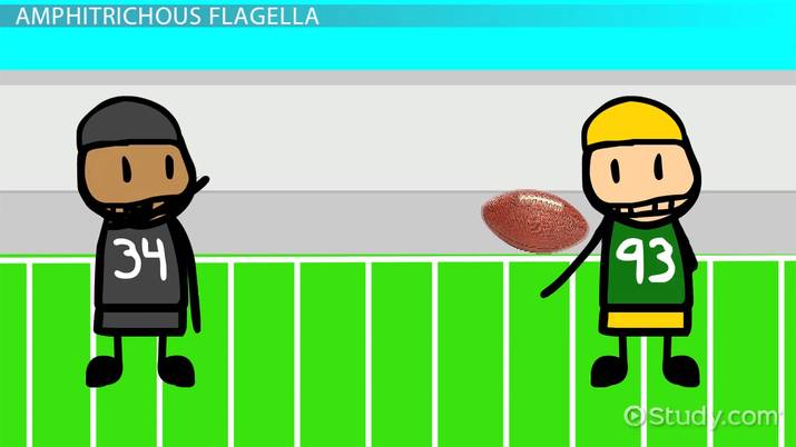 Amphitrichous Flagella | Overview, Arrangement Types & Examples ...