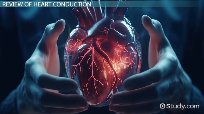 Types of Cardiac Arrhythmia - Lesson | Study.com
