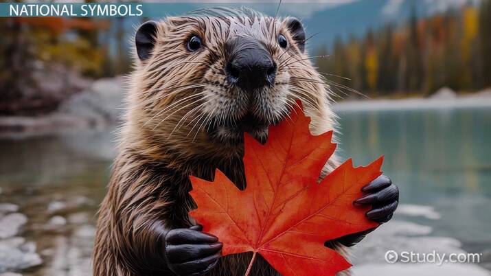 Canadian National Symbols | History, Significance & Examples - Lesson ...