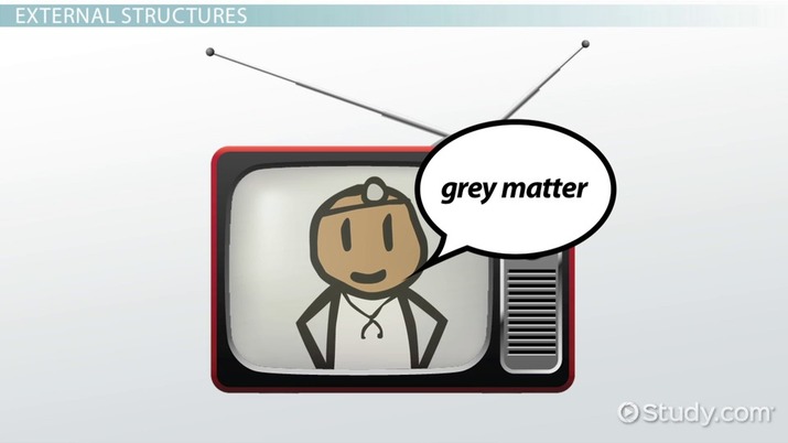 Forebrain Function & Structures - Lesson | Study.com