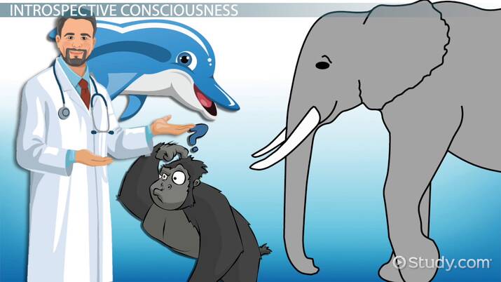 Conscious Awareness | Overview, Definition & Types - Lesson | Study.com