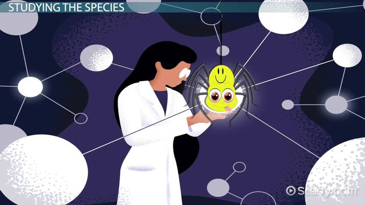 Hawaiian Happy Face Spider Facts: Lesson for Kids - Lesson | Study.com