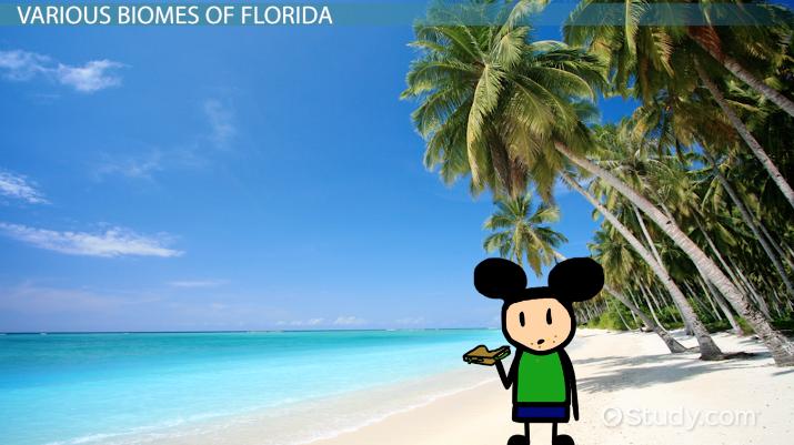 How Human Activities & Natural Factors Affect Florida's Ecosystems ...