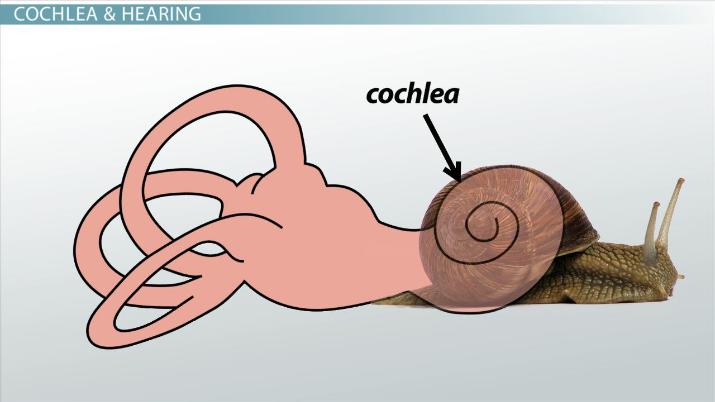 How the Inner Ear Supports Hearing and Your Sense of Balance - Lesson ...