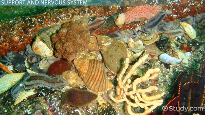Invertebrates: Organ Systems & Reproduction - Lesson | Study.com