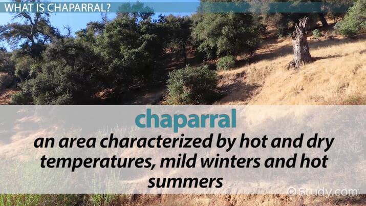 Chaparral Ecosystem | Plants, Animals & Food Web - Lesson | Study.com