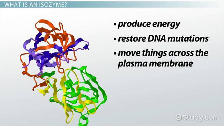 Isozymes | Definition, Importance & Examples - Lesson | Study.com