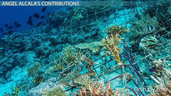 Angel Alcala: Discoveries & Contribution to Biology - Lesson | Study.com