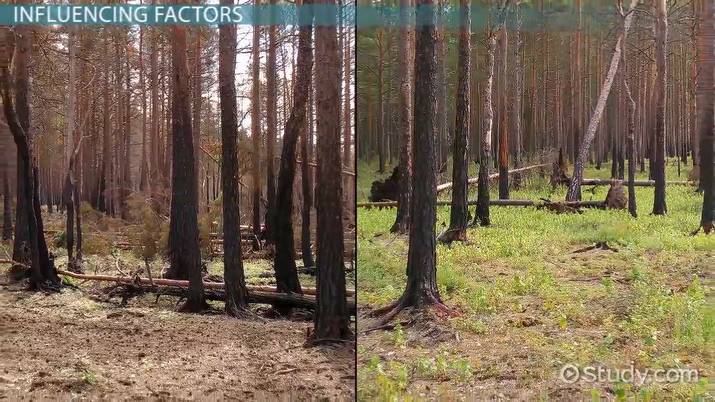 Seed Germination | Definition, Process & Factors - Video | Study.com