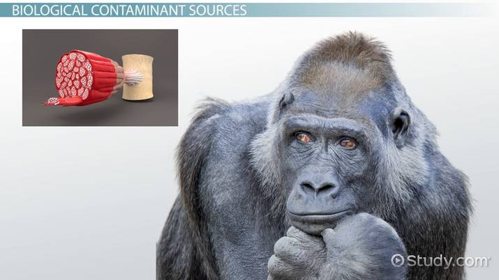Biological Contamination of Food - Lesson | Study.com