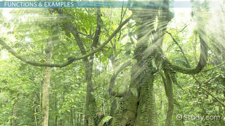 Tetraploid Definition, Functions & Examples - Lesson | Study.com