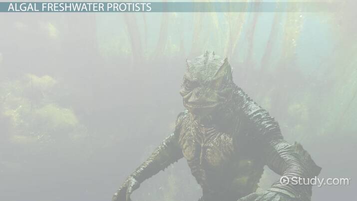 Common Pond Water Protists | Organisms, Microorganisms & Examples ...