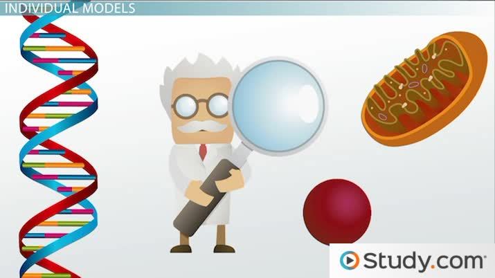 Models of Aging: Definitions & Types - Video | Study.com