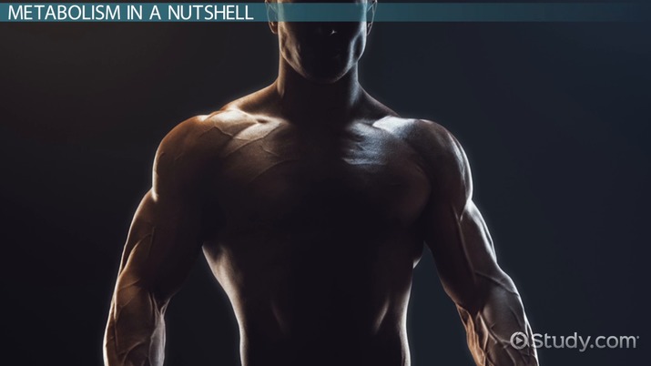 Metabolic Waste Definition & Products - Lesson | Study.com