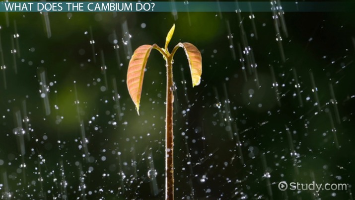 Cambium: Definition & Function - Lesson | Study.com
