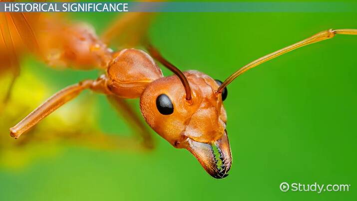 Exoskeleton of Arthropods | Advantages, Disadvantages & Function - Video | Study.com