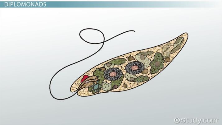 Diplomonads & Parabasalids | Definition, Differences & Examples ...