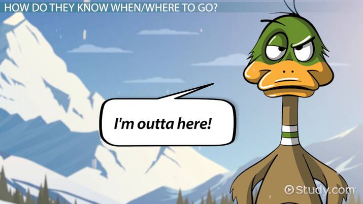 Duck Migration Lesson for Kids: Facts & Patterns - Lesson | Study.com