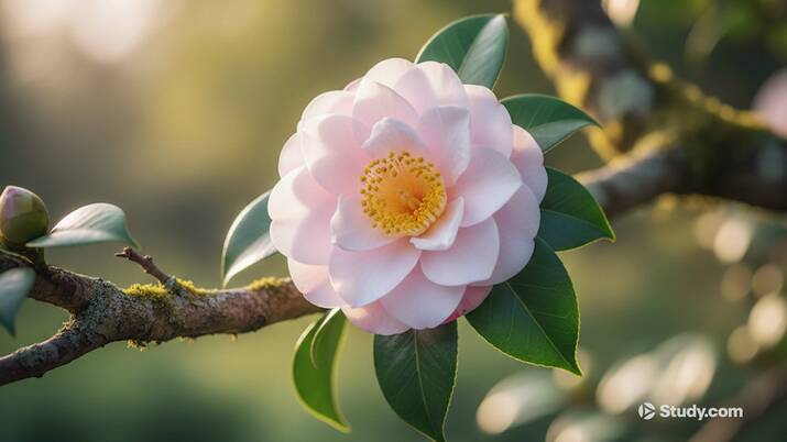 Inflorescence | Definition, Flower & Types - Lesson | Study.com