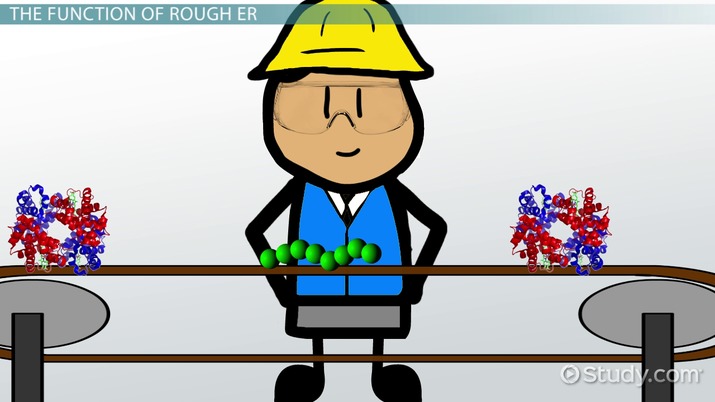 Rough ER | Description, Structure & Function - Lesson | Study.com