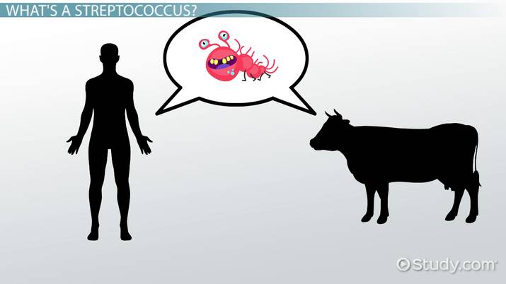 Alpha & Beta Hemolytic Strep | Overview & Treatment - Lesson | Study.com