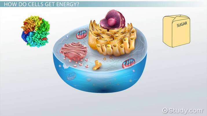 ATP-ADP Cycle | Meaning, Function & Structure - Video | Study.com